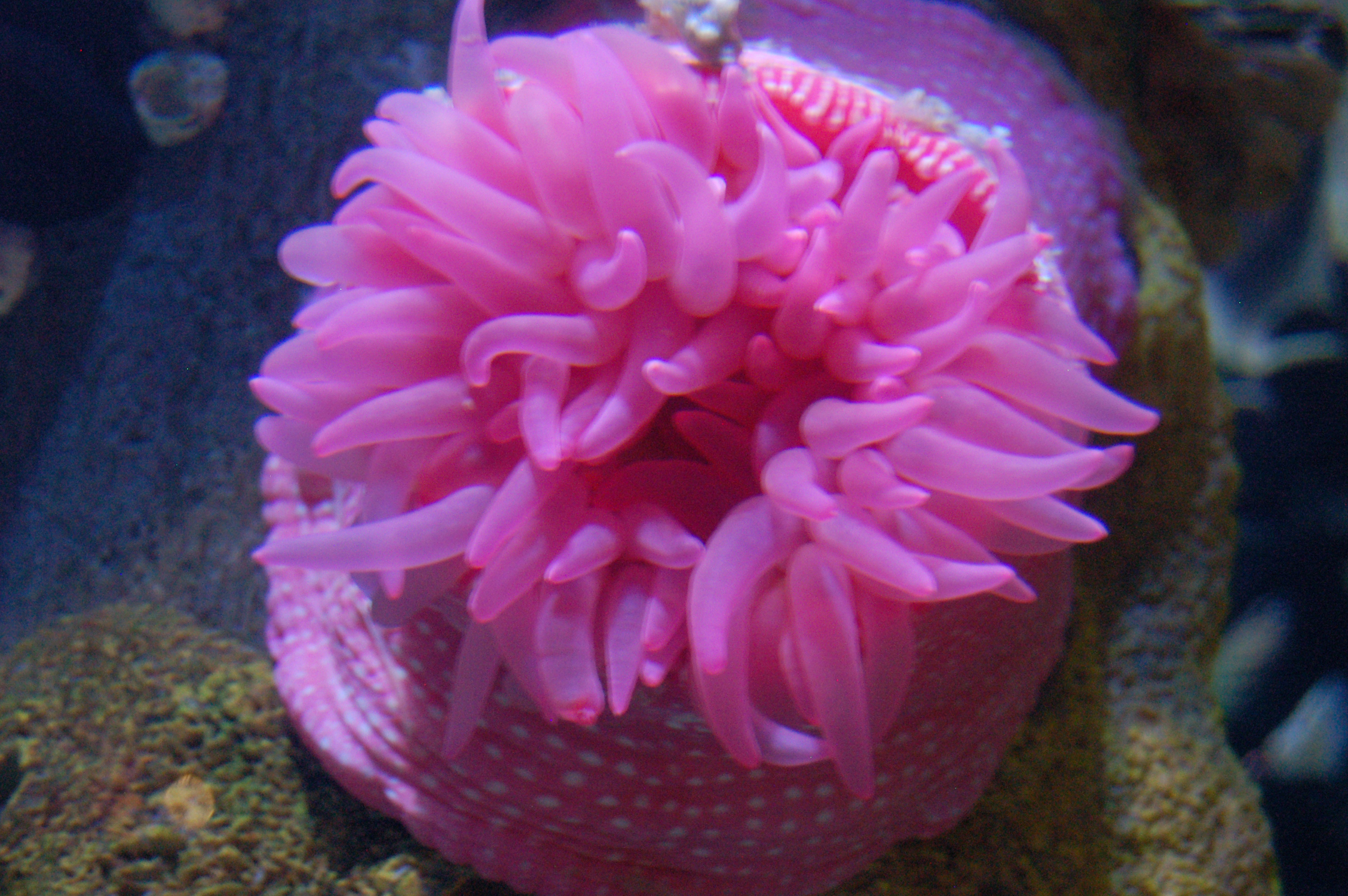 pink anemone | Pics4Learning
