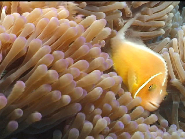 Anemone Fish | Pics4Learning