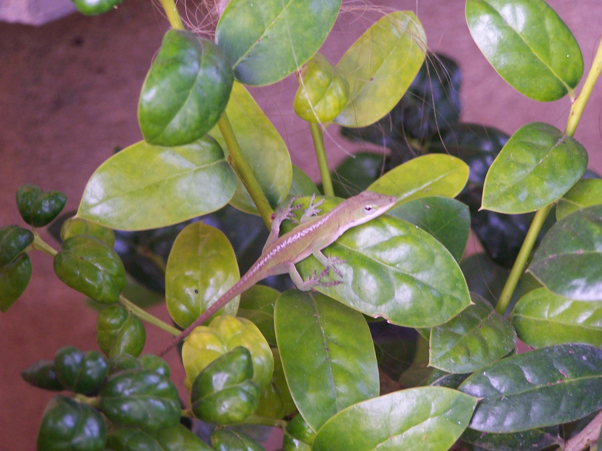 Anole Changing Color | Pics4Learning