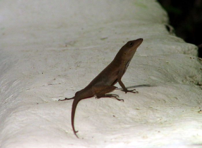 Anole | Pics4Learning