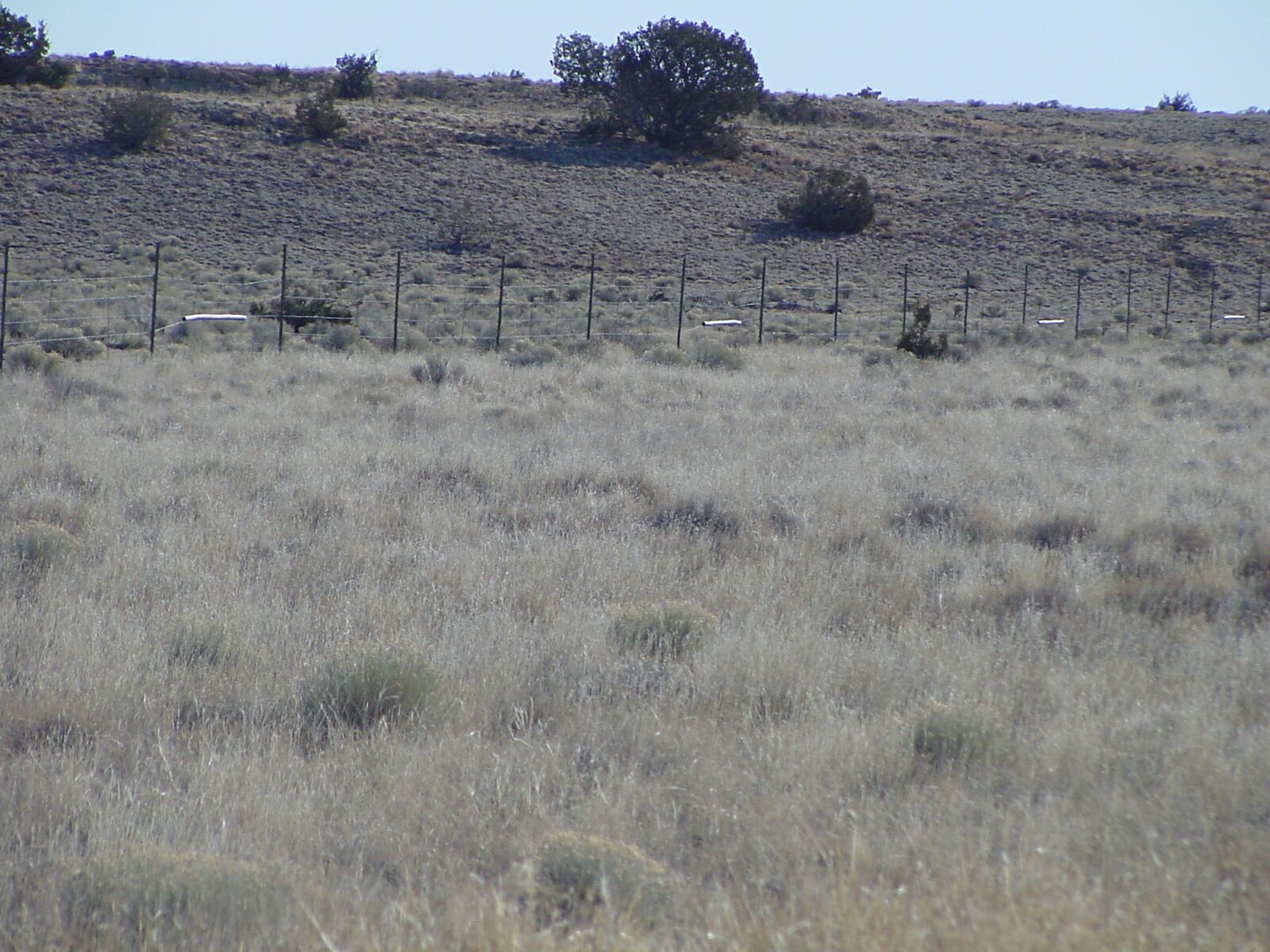 Antelope fencing | Pics4Learning