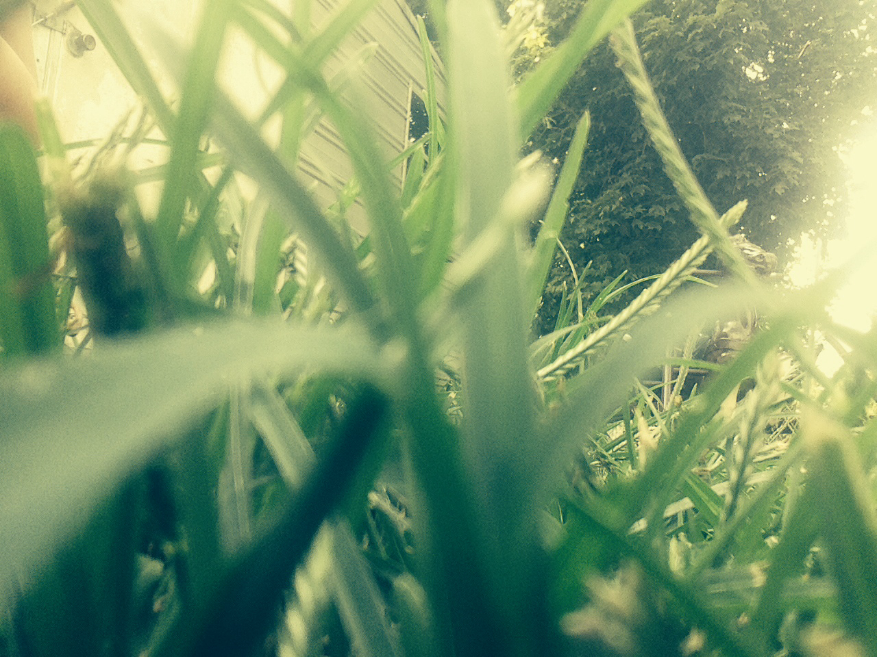 Ant View | Pics4Learning