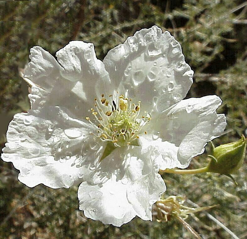 Apache Plume | Pics4Learning