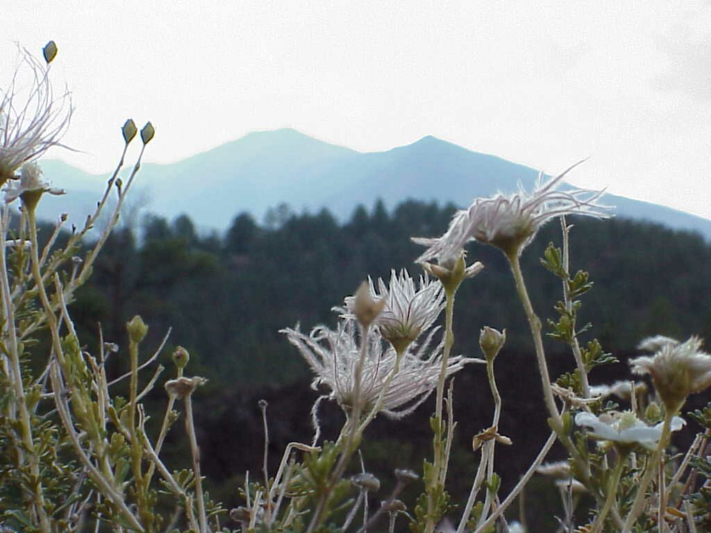 Apache Plume and mountains | Pics4Learning