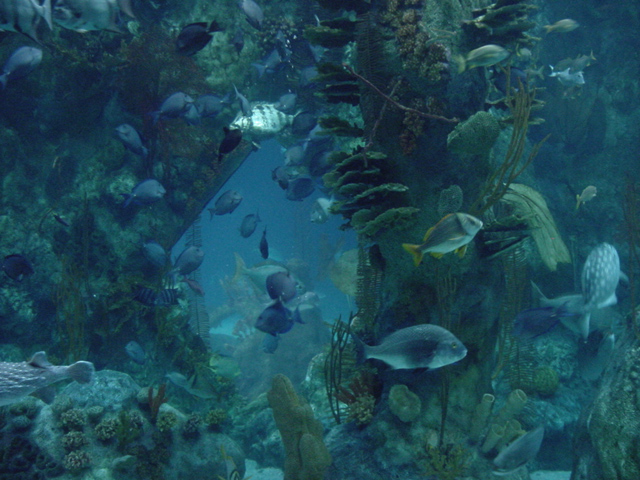 Aquarium View | Pics4Learning
