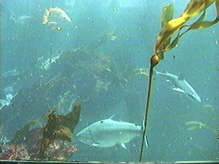 Fish at the Seattle Aquarium Seattle, Washington | Pics4Learning