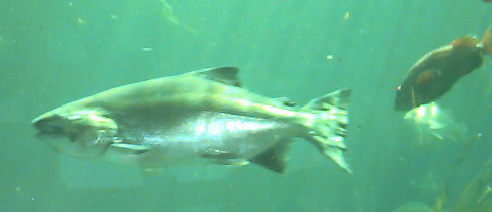 Fish at the Seattle Aquarium Seattle, Washington | Pics4Learning