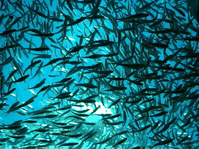 Fish at the Seattle Aquarium Seattle, Washington | Pics4Learning