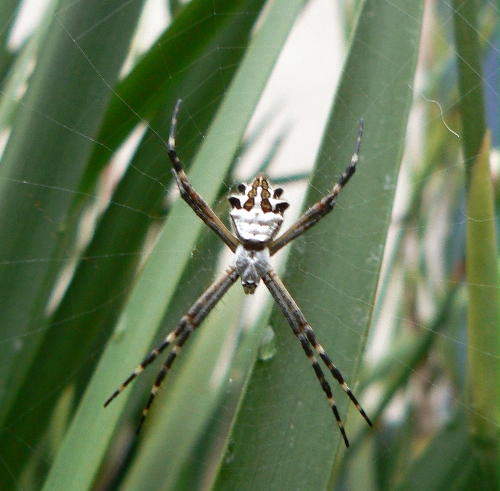 Silver Argiope Spider - Argiope argentata | Pics4Learning