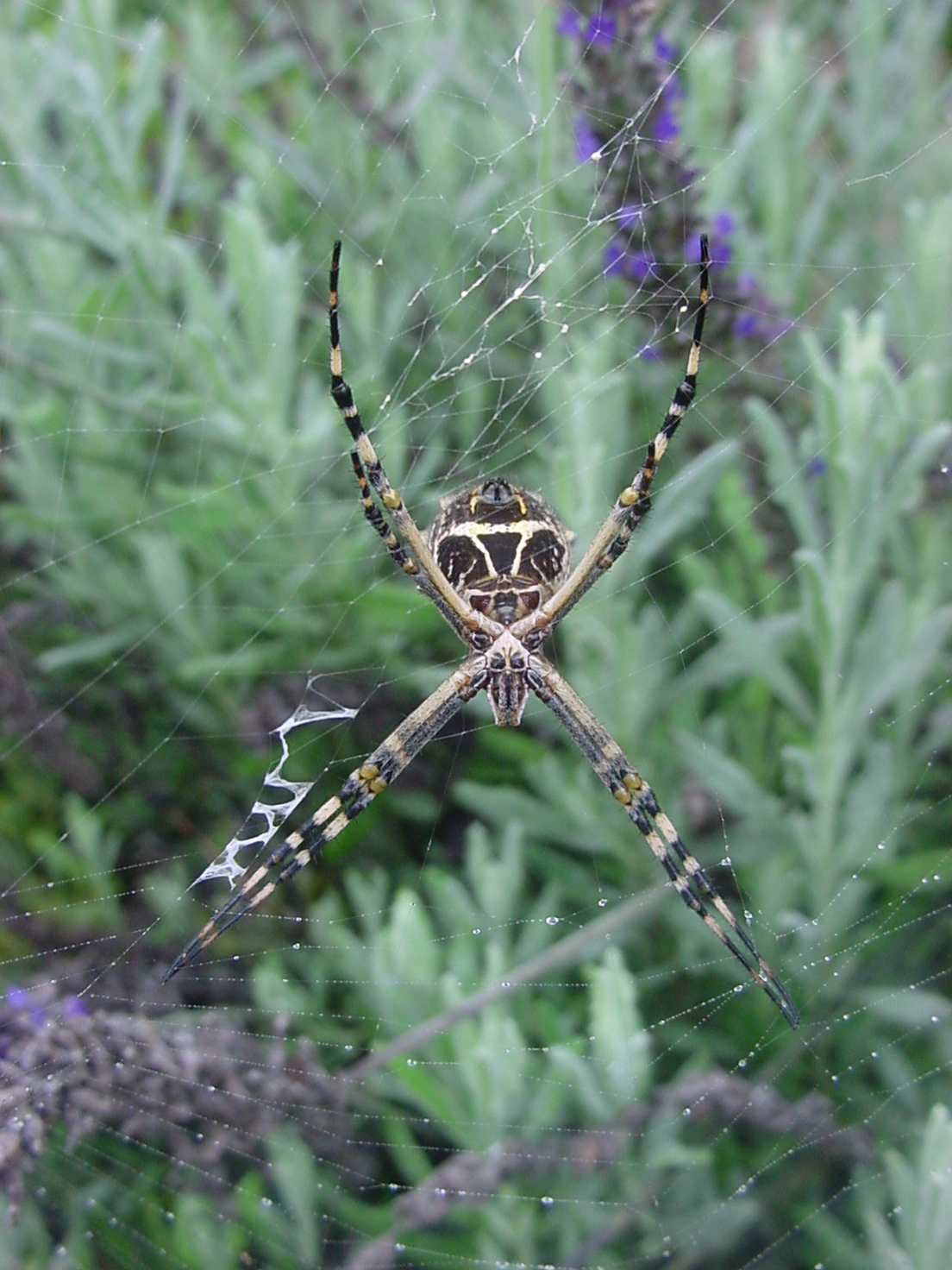 Silver Argiope Spider - Argiope argentata | Pics4Learning