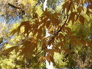 Arizona trees | Pics4Learning