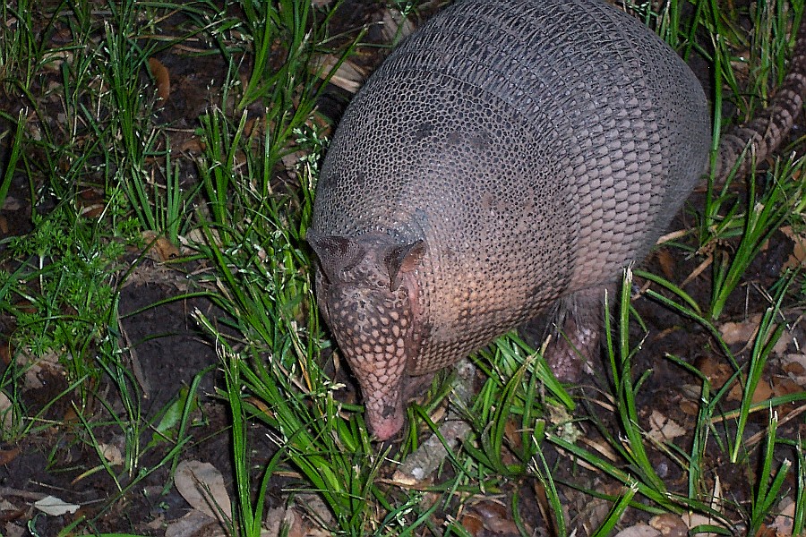An armadillo looks for food during the night. | Pics4Learning