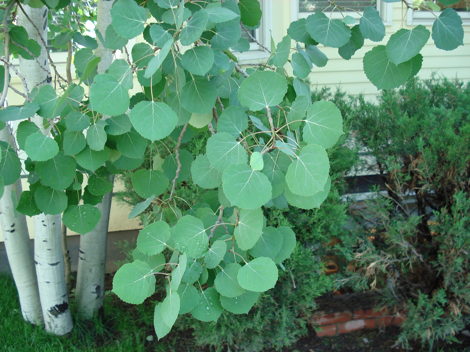 Aspen Tree | Pics4Learning