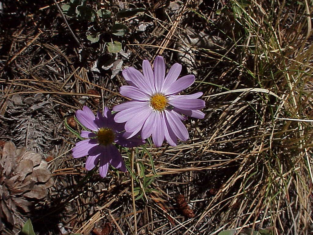 Aster | Pics4Learning