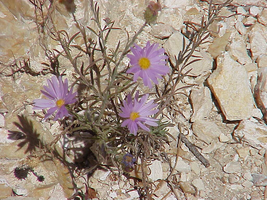 Asters in Stone | Pics4Learning