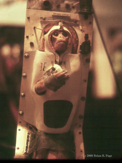 Astronaut monkey Abel freeze dried in his spacecraft | Pics4Learning