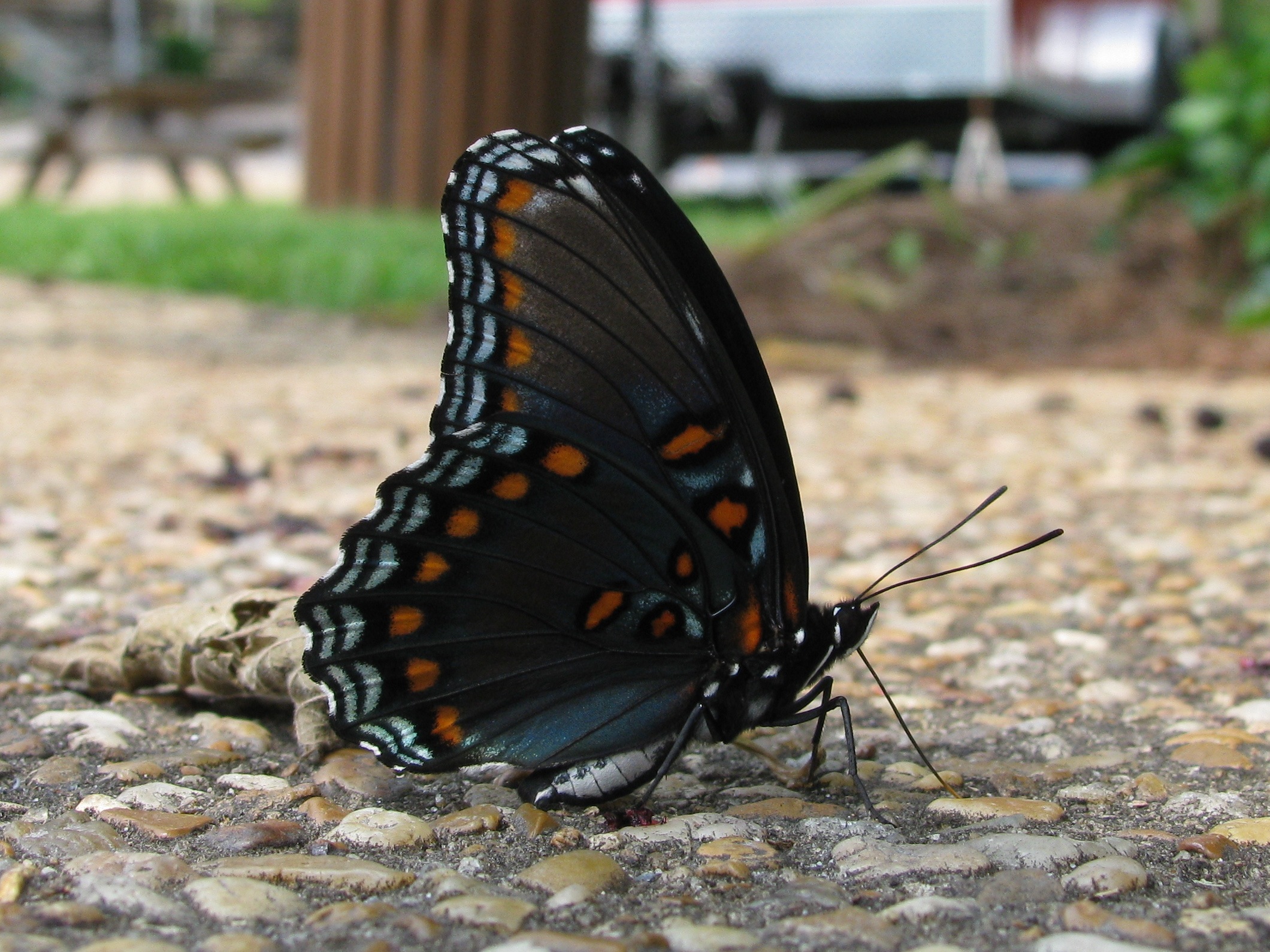 Astyanax Red-spotted Purple Butterfly (Limenitis arthemis astyanax ...