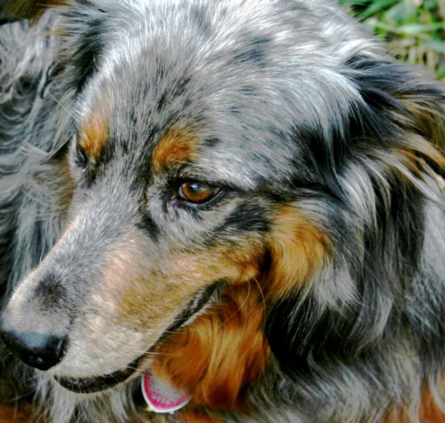 Ike the Aussie | Pics4Learning