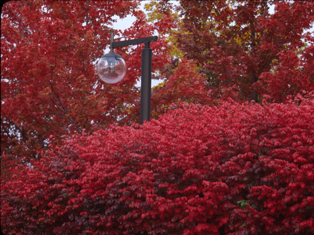 Autumn Reds | Pics4Learning