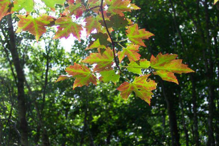 Leaves are just beginning to put on their Autumn colors in Acadia Natl. Park. | Pics4Learning