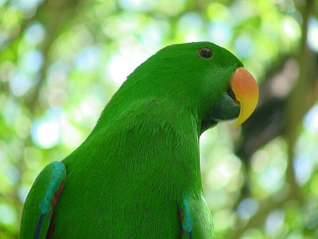 Electus Parrot | Pics4Learning