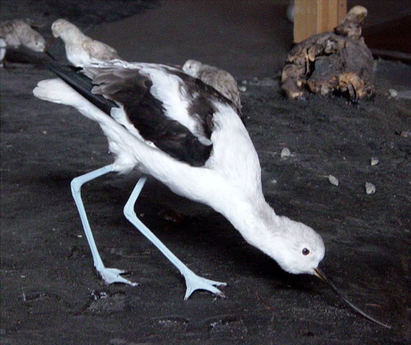 Avocet | Pics4Learning