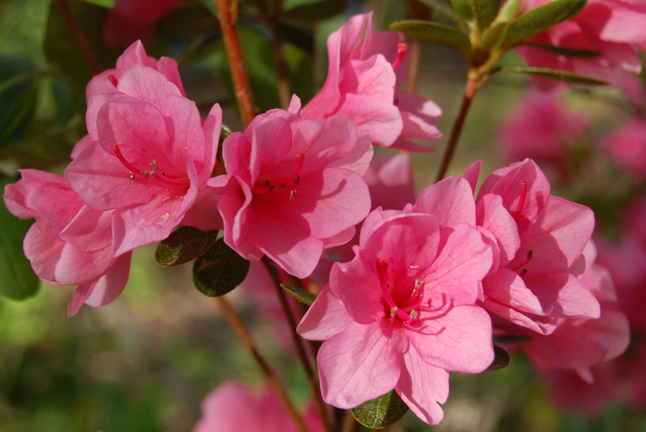 azaleas | Pics4Learning