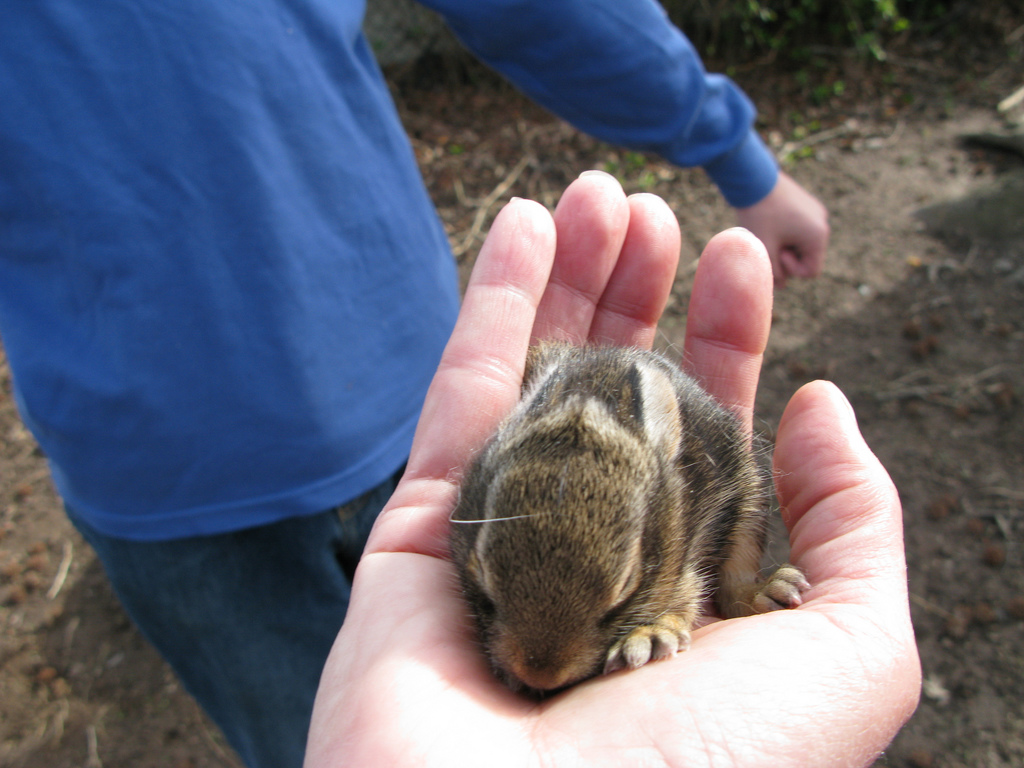 Baby Bunny | Pics4Learning