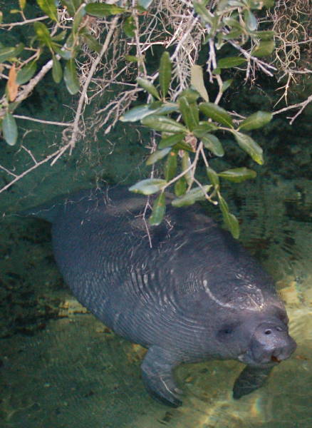 Baby Manatee | Pics4Learning
