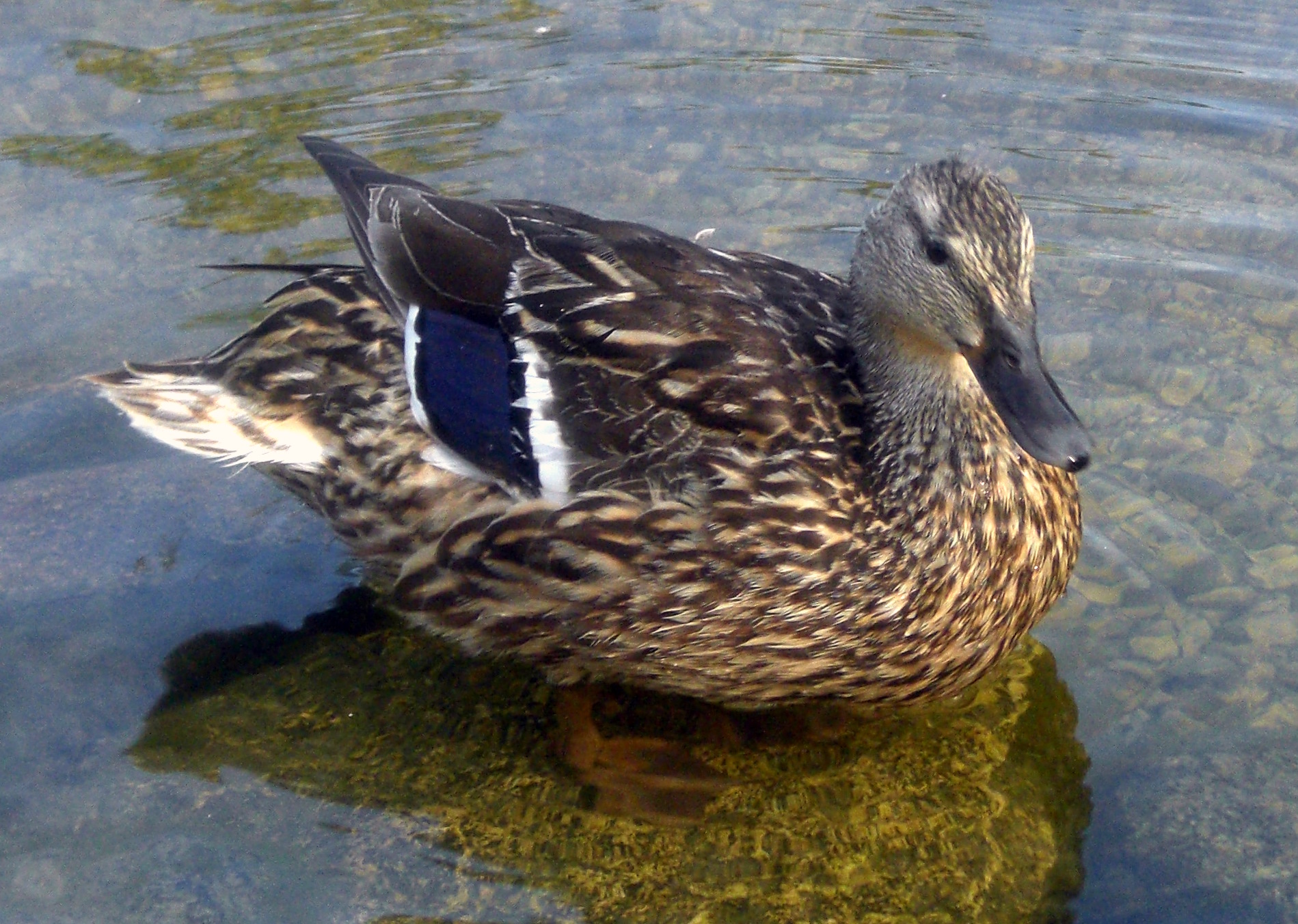 DUCK | Pics4Learning