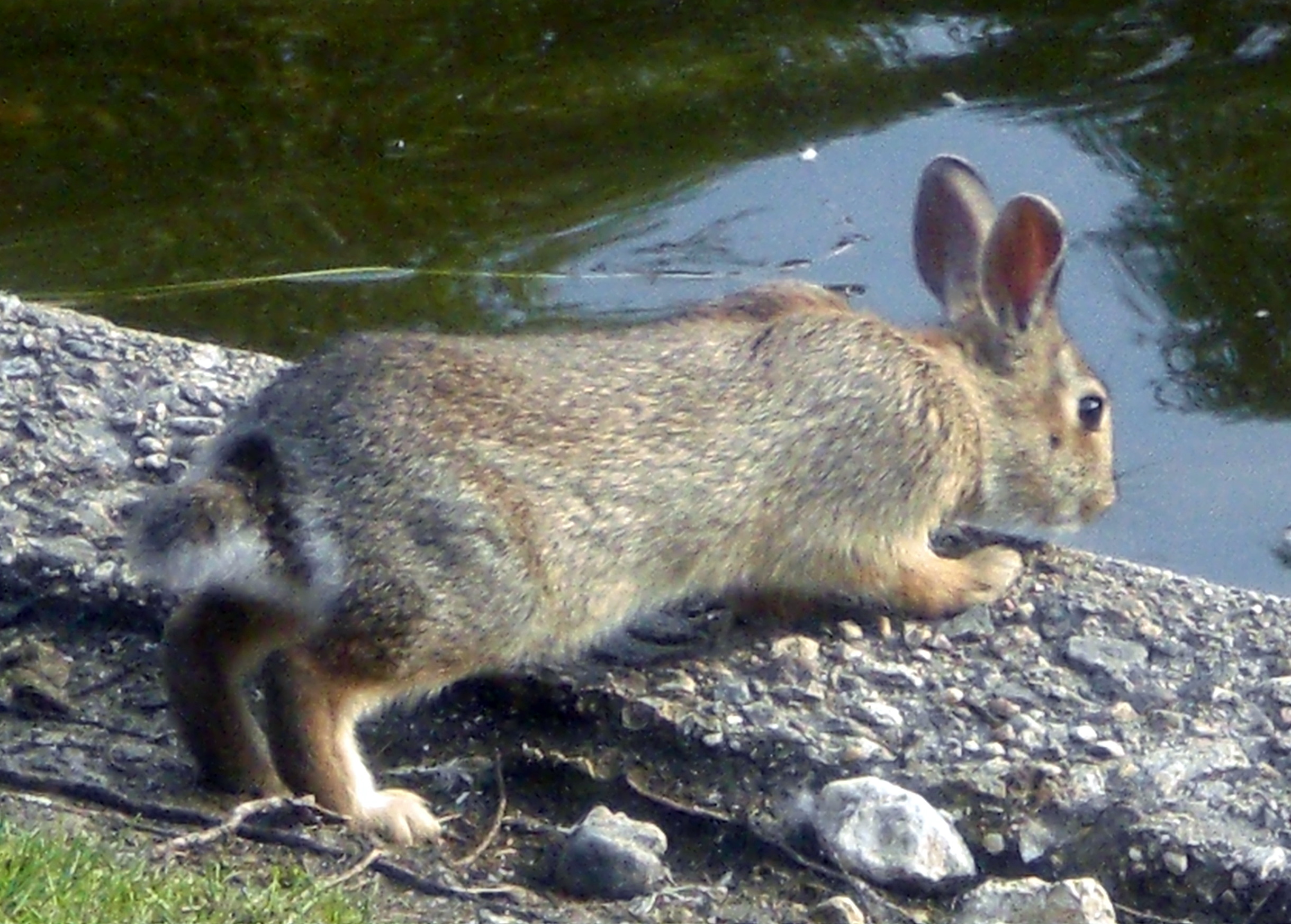 RABBIT | Pics4Learning