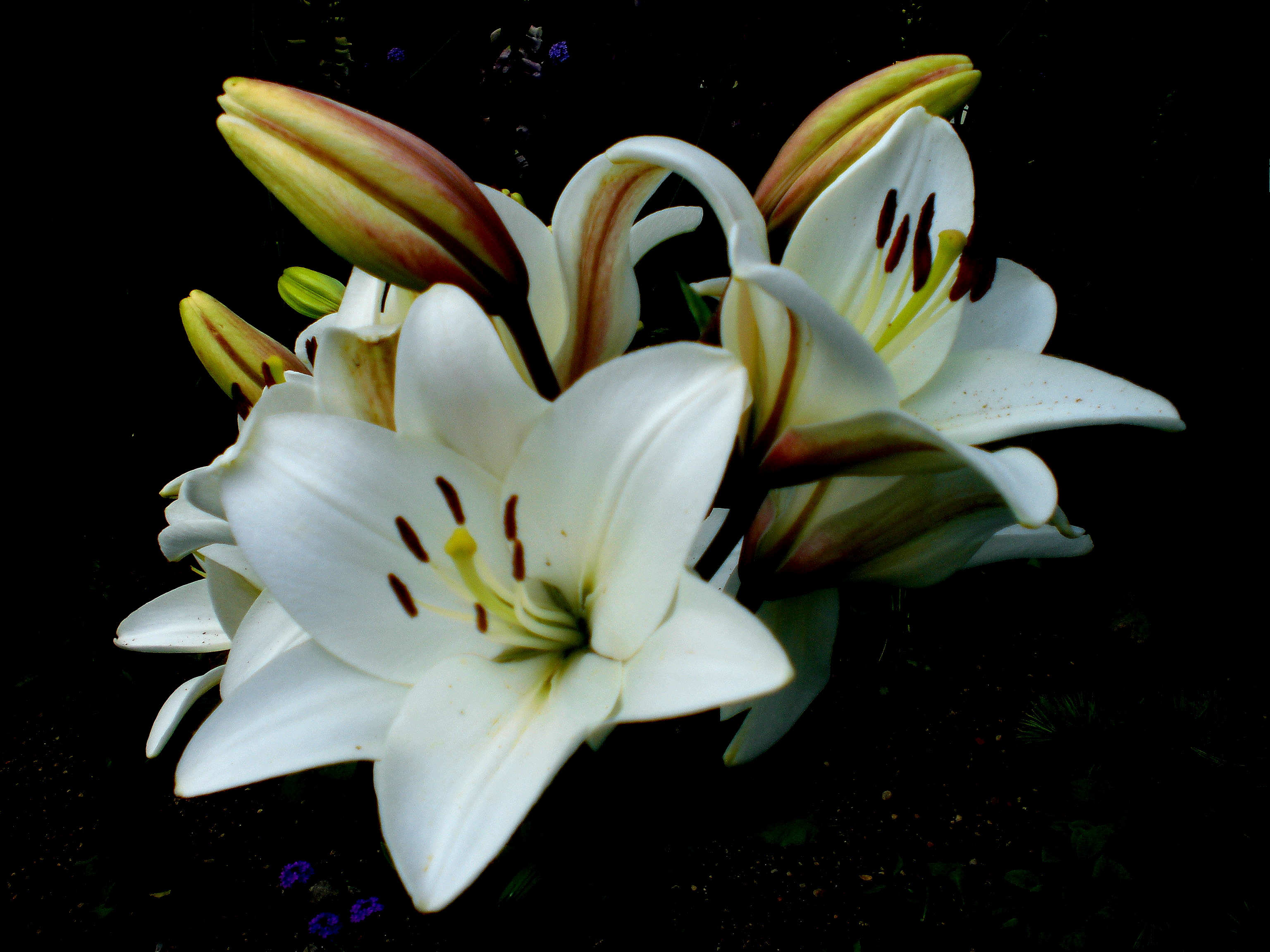 FLOWERS | Pics4Learning