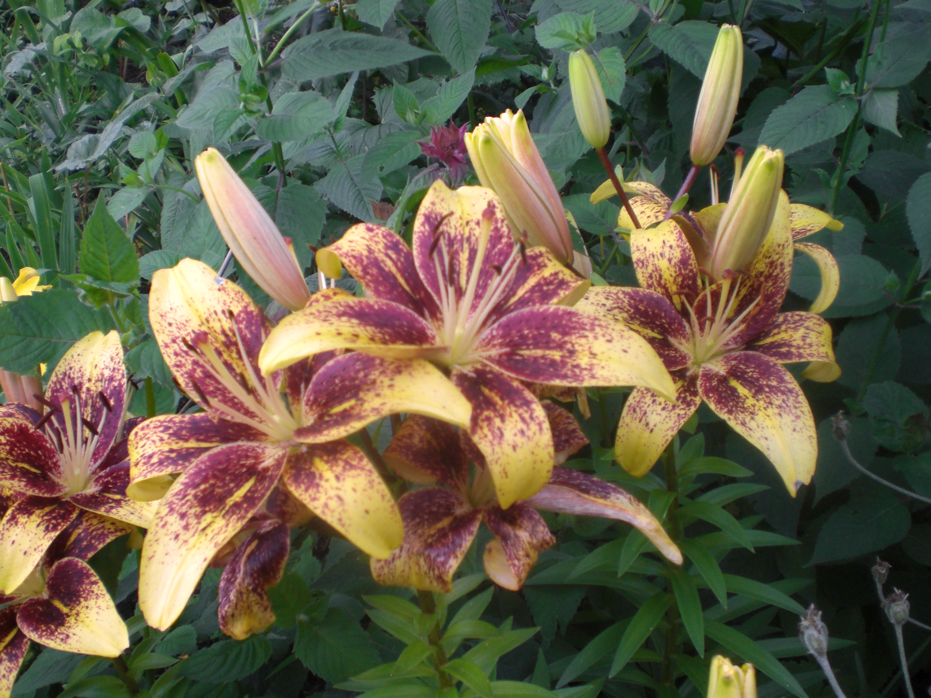 YELLOW FLOWERS | Pics4Learning