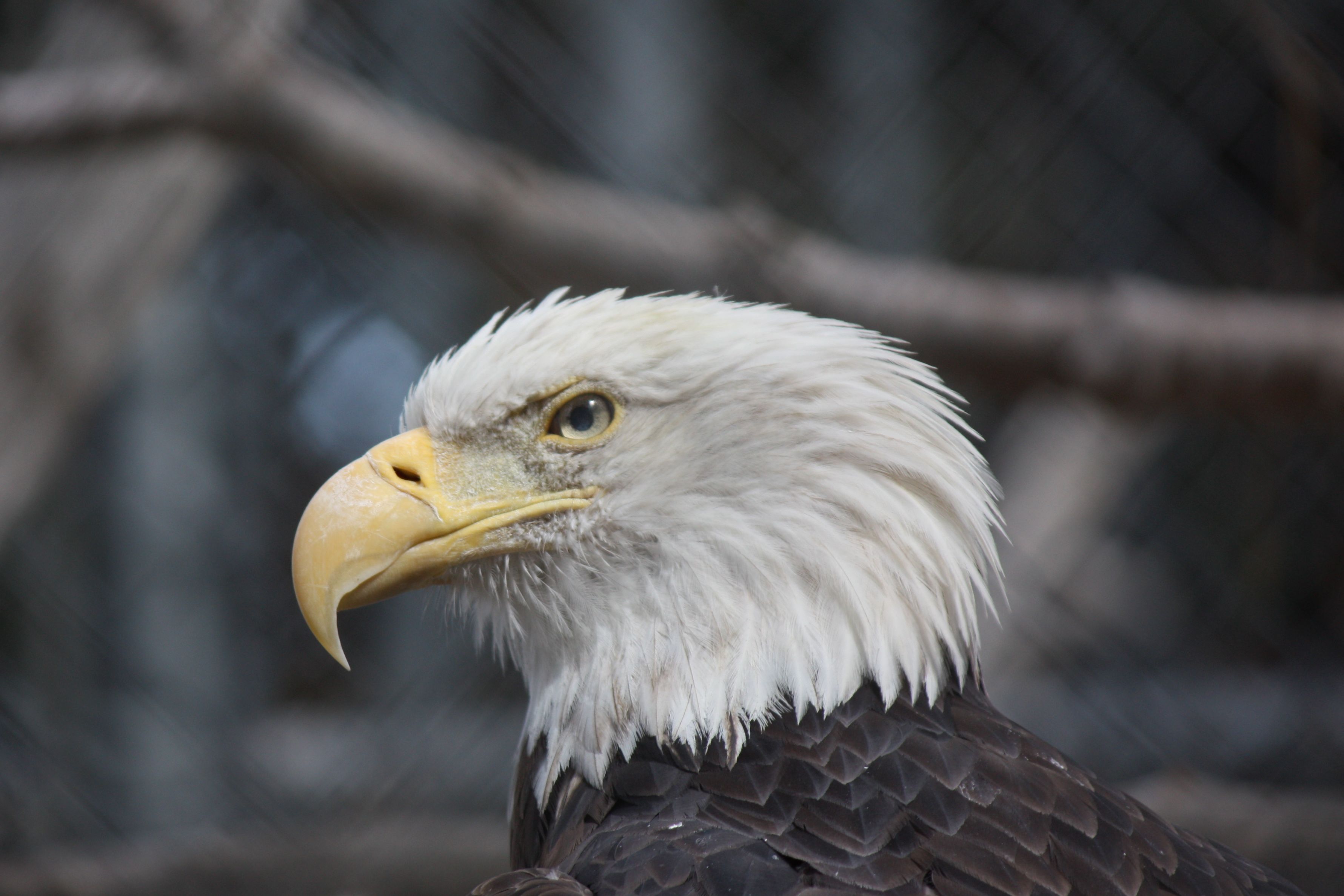 Bald Eagle | Pics4Learning