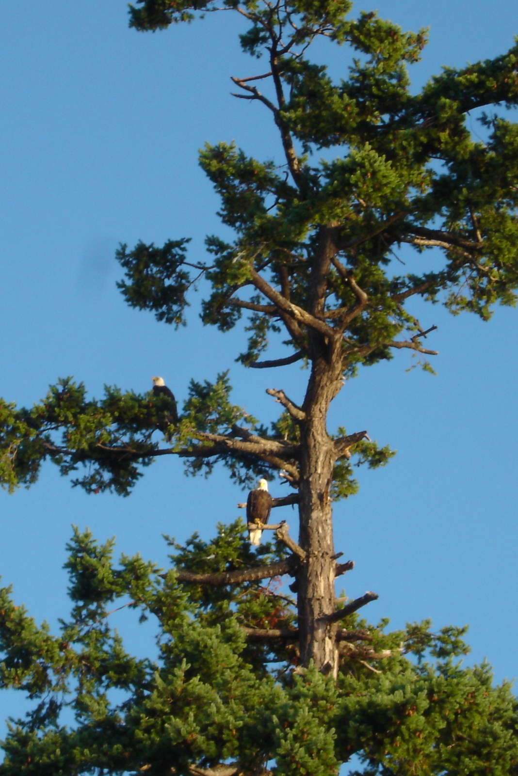 A nesting pair | Pics4Learning