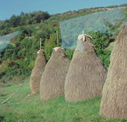 Haystacks Yugoslavia | Pics4Learning