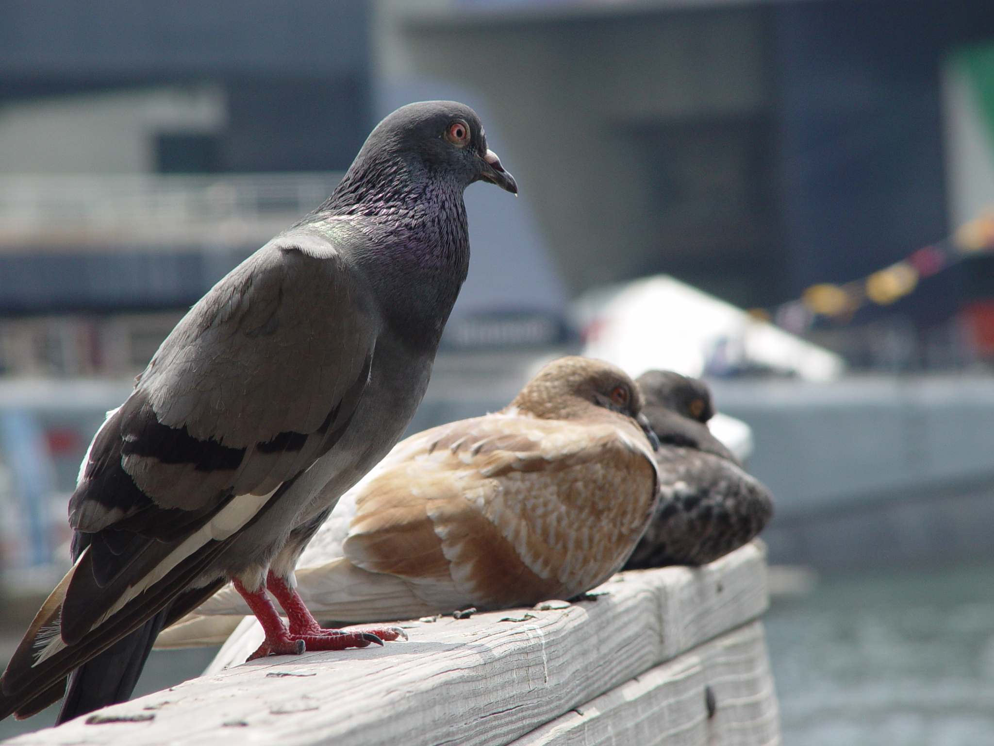 pigeons | Pics4Learning