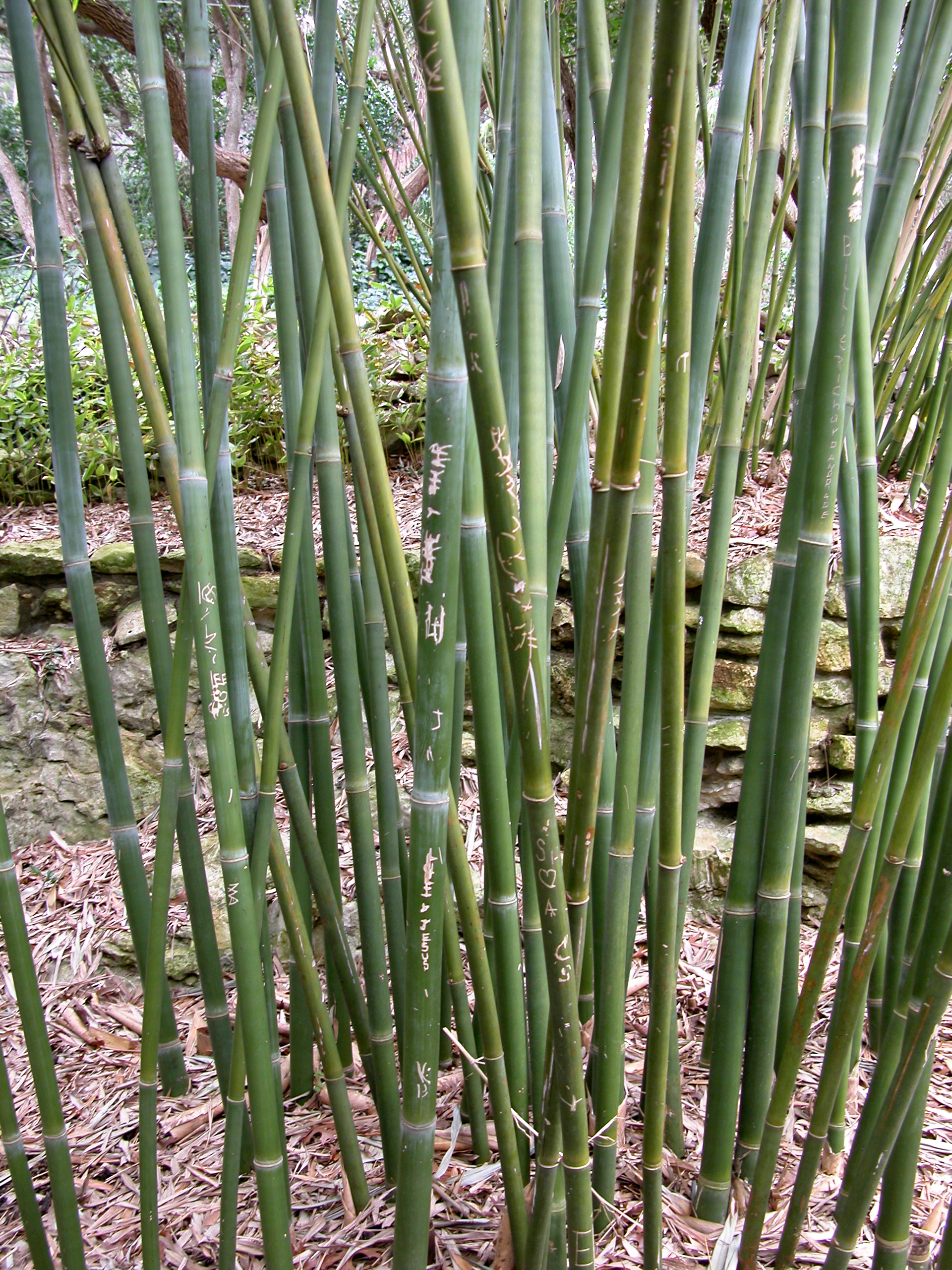 Bamboo | Pics4Learning