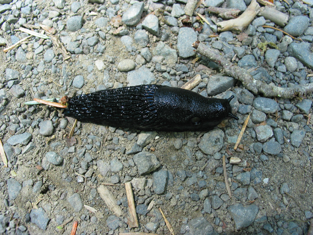 Banana slug Hoh Rainforest | Pics4Learning