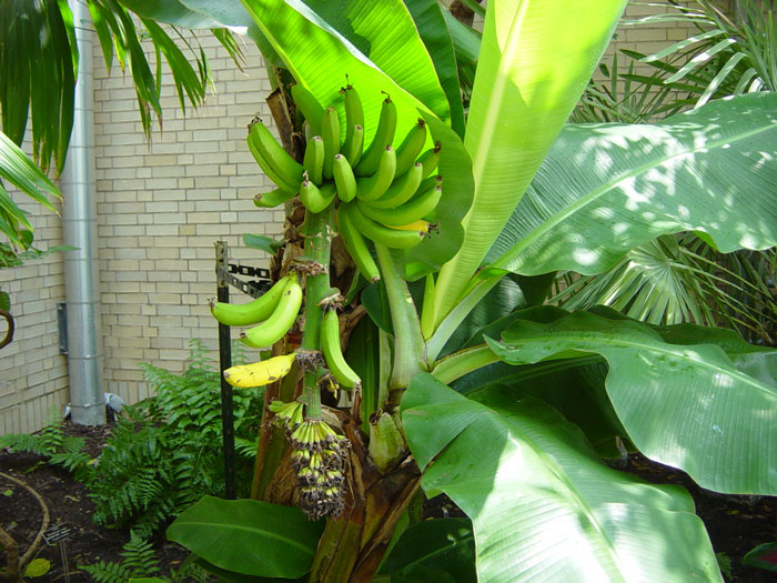 Banana Tree | Pics4Learning