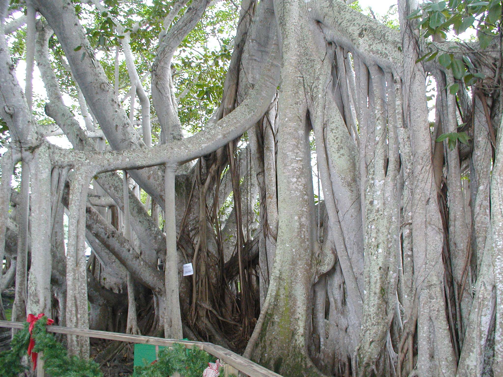banyan tree | Pics4Learning