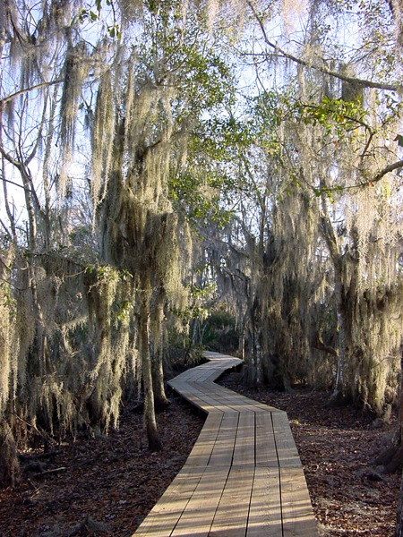 Trail at the Barataria Preserve | Pics4Learning