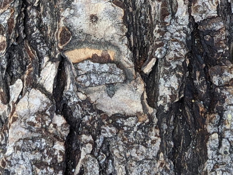 Bark Texture | Pics4Learning