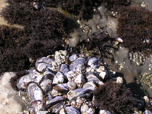 Barnacles and mussels | Pics4Learning