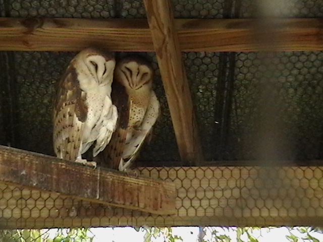 A couple of barn owls | Pics4Learning