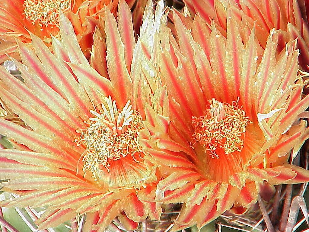 Barrel Cactus Flower | Pics4Learning