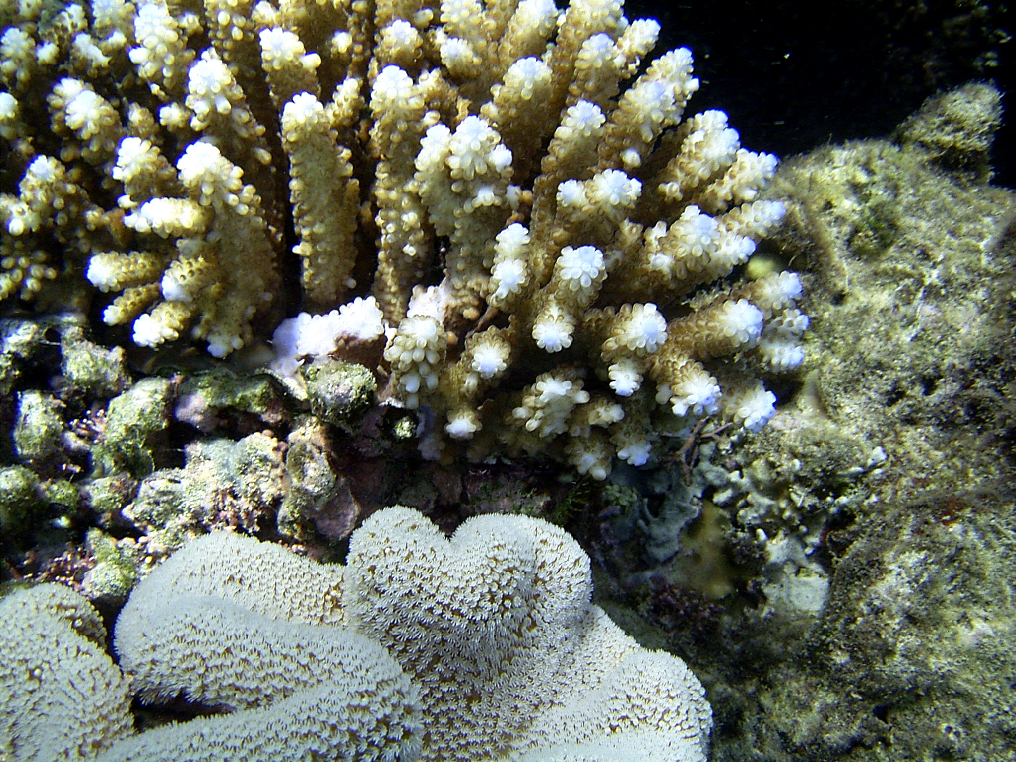 Coral | Pics4Learning