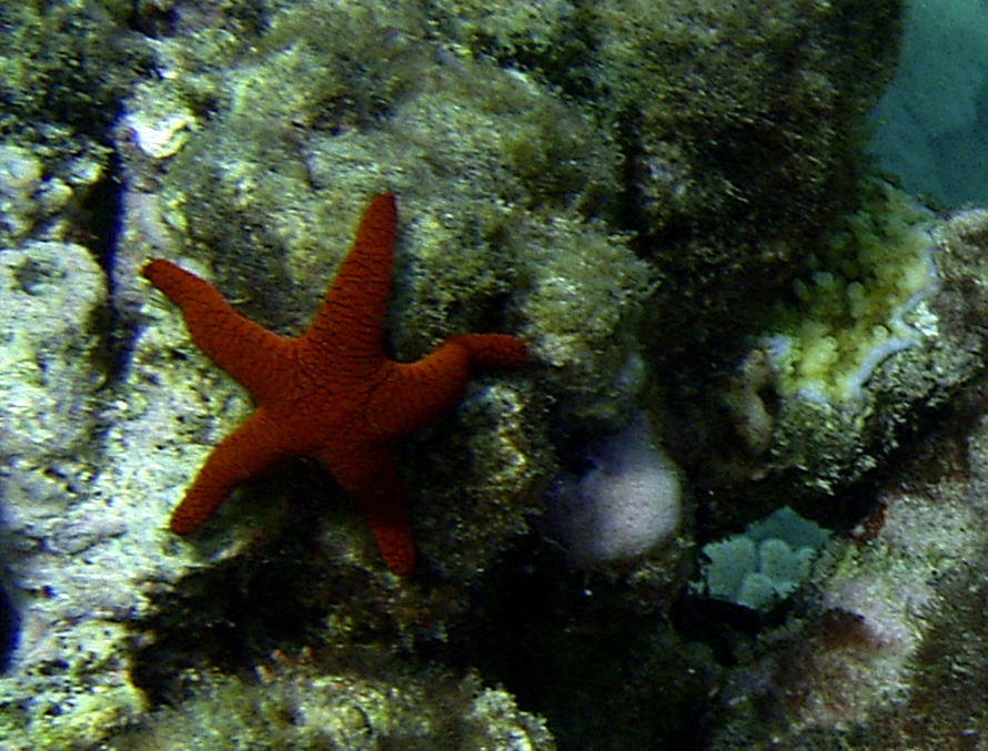starfish | Pics4Learning
