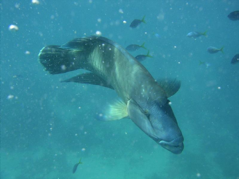 Napolean Moari Wrasse | Pics4Learning