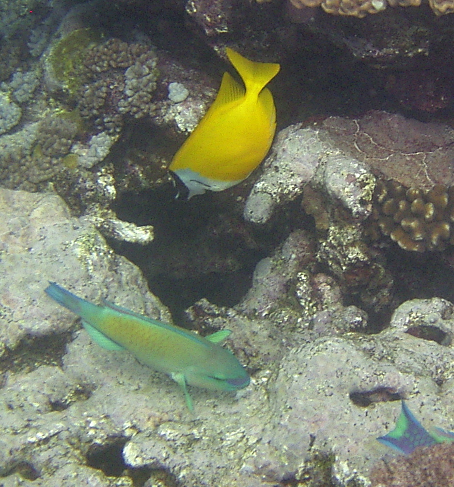 butterfly and parrot fish | Pics4Learning